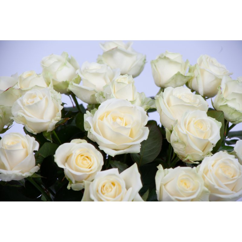 Valkoinen Ruusukimppu